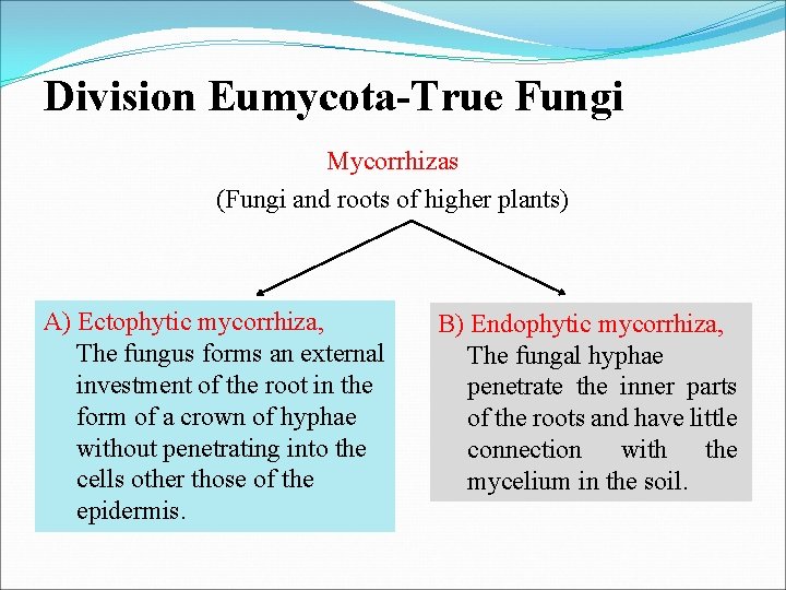 Microbiology Introduction to Mycology FUNGI Fungi are eukaryotic