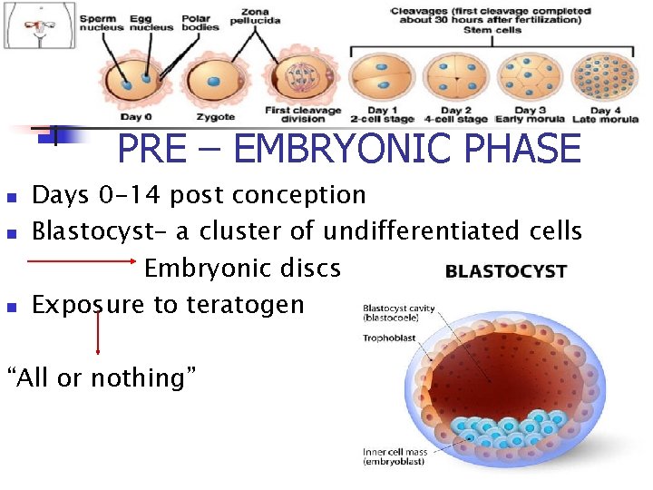 DRUG USE IN PREGNANCY GENERAL PRINCIPLES History Until