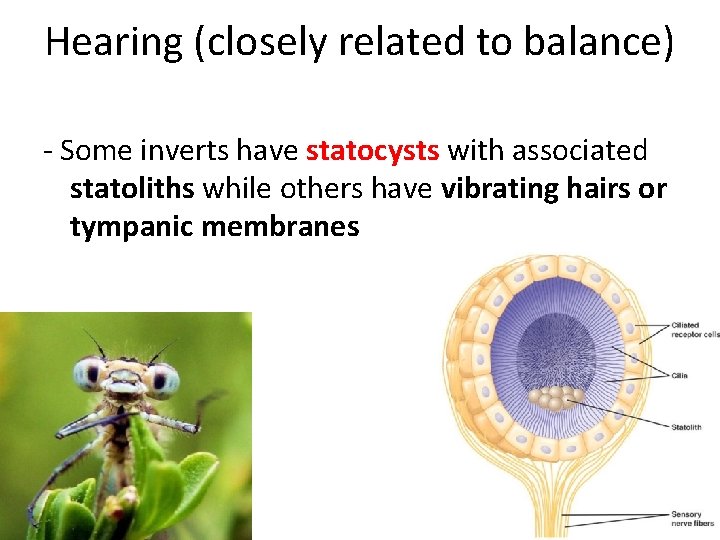 Chapter 49 Sensory and Motor Mechanisms Receptors Differing