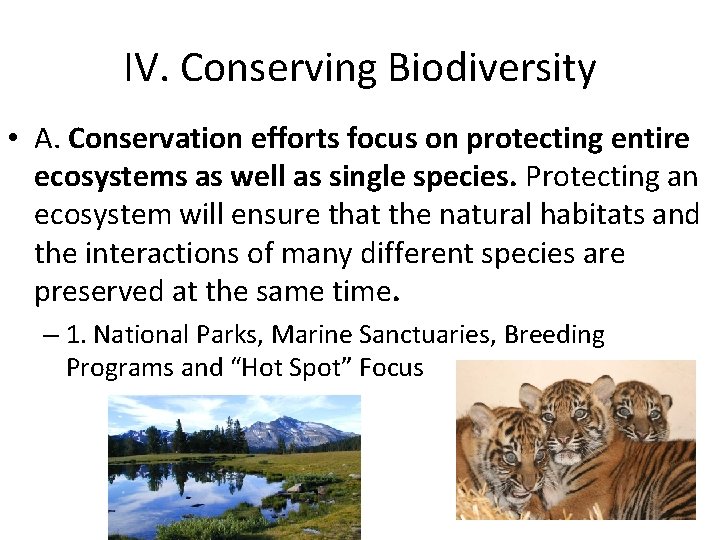 Biodiversity I Biodiversity A Biological diversity or biodiversity