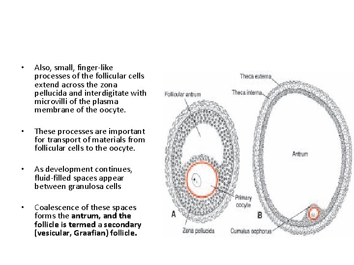 OOGENESIS Maturation of Oocytes Begins Before Birth Once
