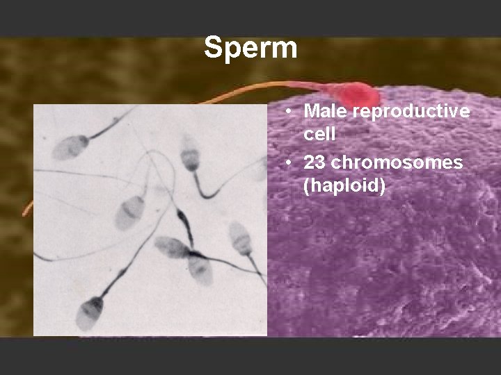 The Reproductive System Sex Cells All life begins