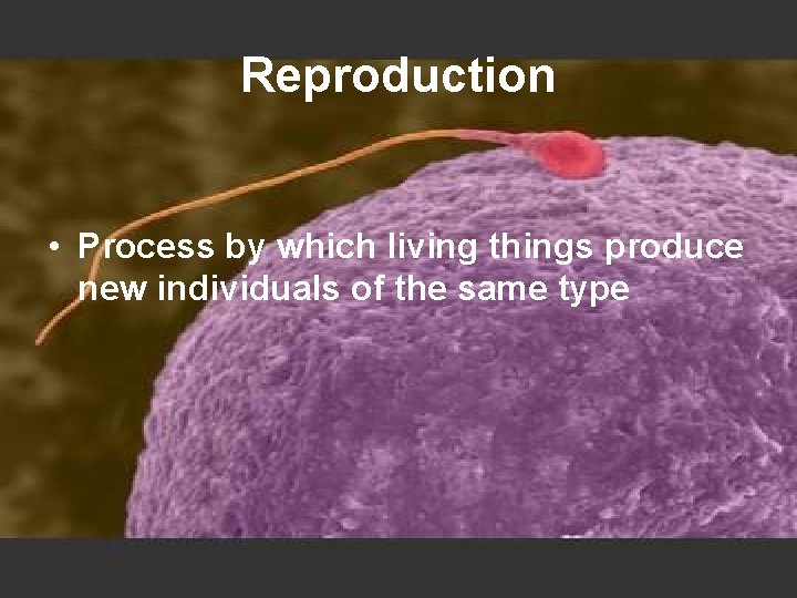 The Reproductive System Sex Cells All life begins