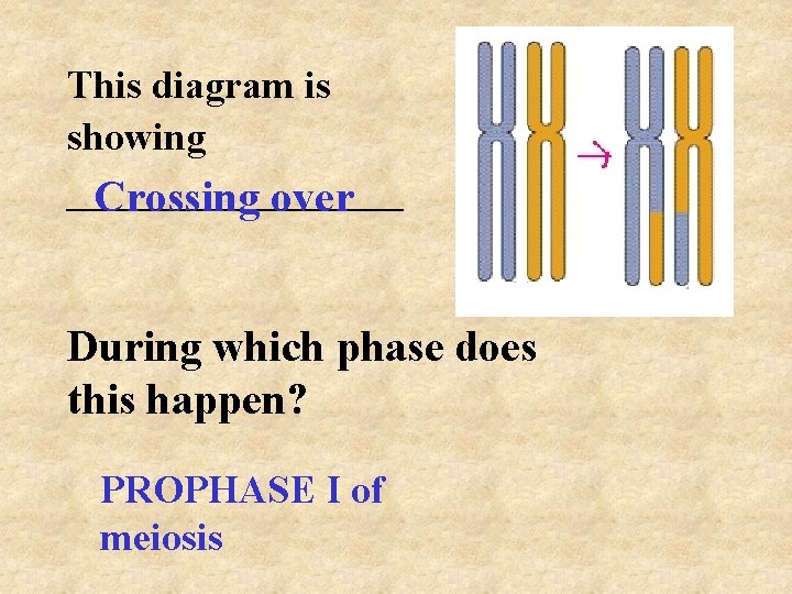 MitosisMeiosis How are they different The exchange of
