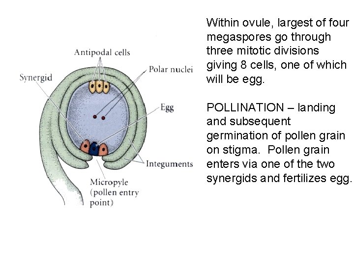 Biology 340 Comparative Embryology Lecture 3 Dr Stuart