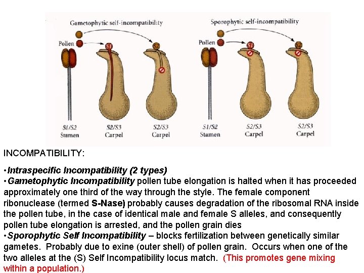 Biology 340 Comparative Embryology Lecture 3 Dr Stuart