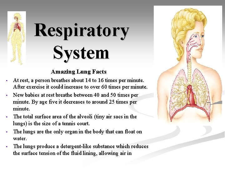 Respiratory System Amazing Lung Facts At rest a