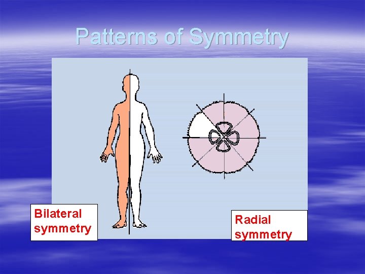 Kingdom Animalia I Symmetry balance in structure Radial