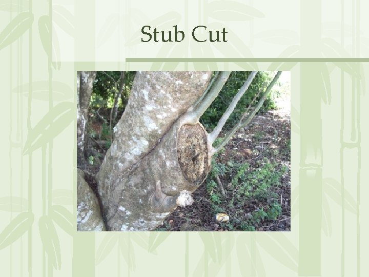 Pruning Windbreaks Prepared by L Robert Barber Ilene