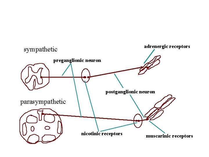 Importance of somatosensory feedback to the motor cortex
