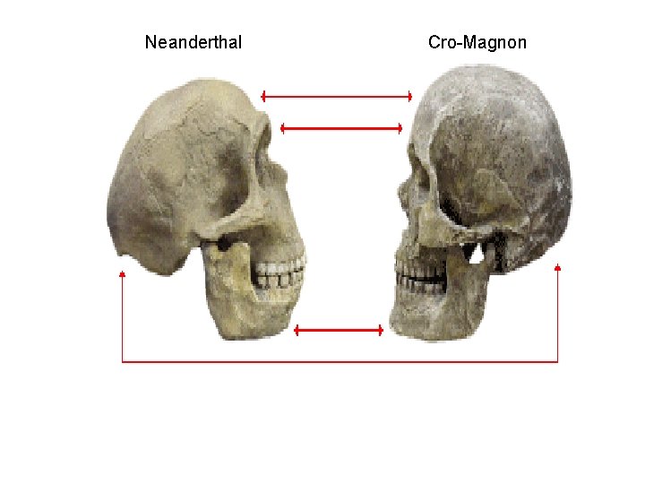 Early Human Classifications Out of Africa Homo Habilis