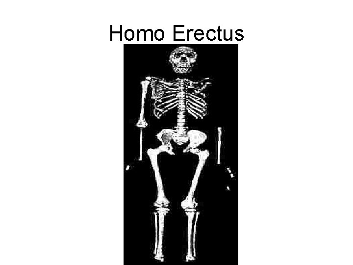 Early Human Classifications Out of Africa Homo Habilis