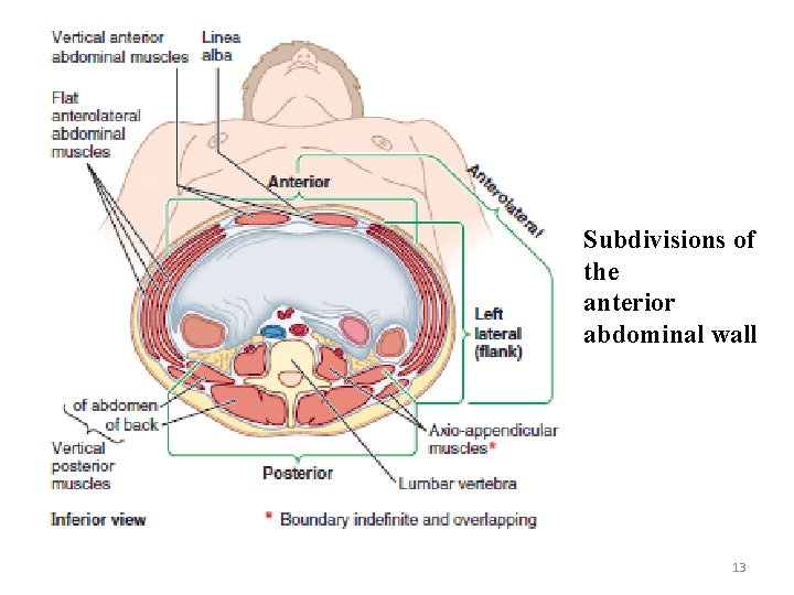Abdomen Pelvis and Perineum ANA 301 Course Outline