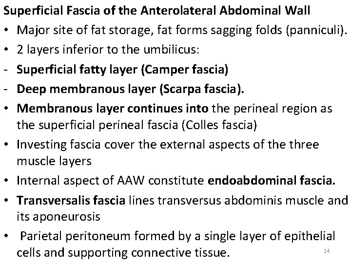 Abdomen Pelvis and Perineum ANA 301 Course Outline