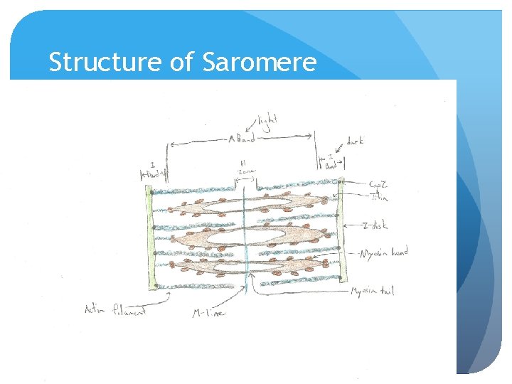 Muscular System Alex Wiemann Muscular System Function Stabilize