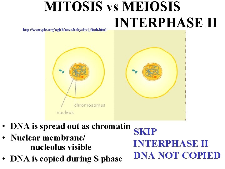 Phases of Meiosis Figure 11 15 Meiosis Section