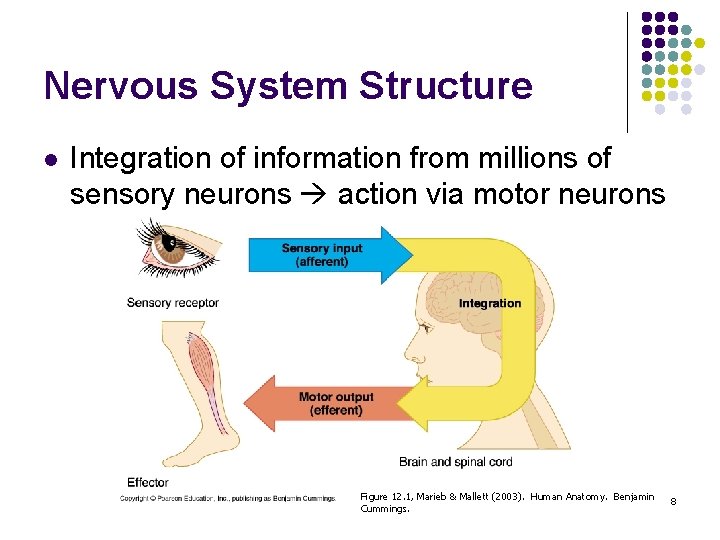 Neuromuscular Fundamentals Anatomy and Physiology of Human Movement