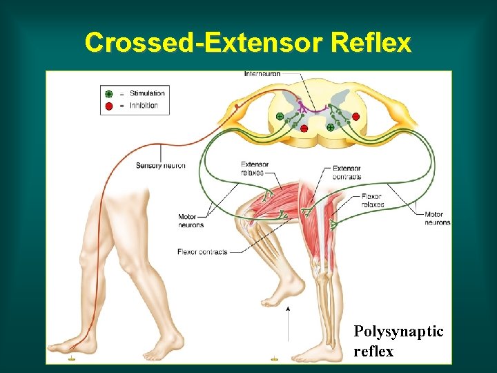 Sensory Receptors Classified based on stimulus type location