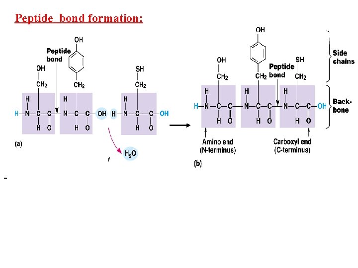 UnitIV Biomolecules and Secondary Metabolites Proteins Proteins are