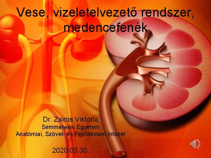Vese vizeletelvezet rendszer medencefenk Dr Zsiros Viktria Semmelweis