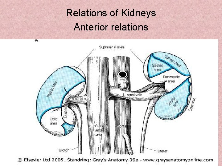 ANATOMY AND PHYSIOLOGY OF KIDNEY DR Abd Elkader