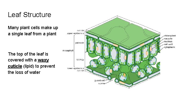 Photosynthesis Photosynthesis a process used by plants and