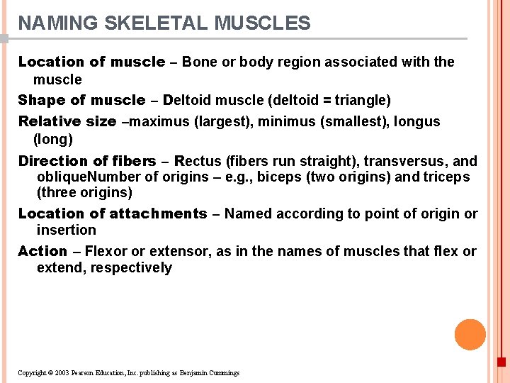 The muscular system Dr Nabil A Khouri Anatomy