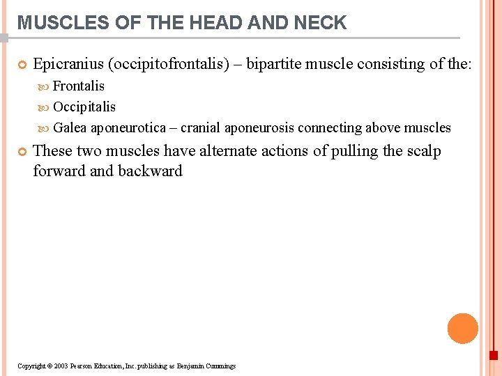 The muscular system Dr Nabil A Khouri Anatomy
