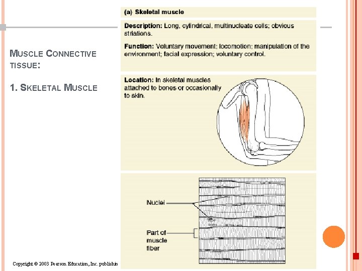 The muscular system Dr Nabil A Khouri Anatomy
