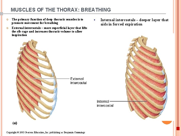 The muscular system Dr Nabil A Khouri Anatomy