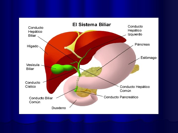 ANATOMIA DE LA VIA BILIAR HOSP DE PEDIATRIA