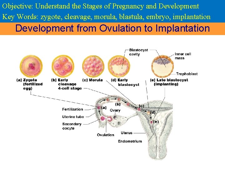 Objective Understand the Stages of Pregnancy and Development