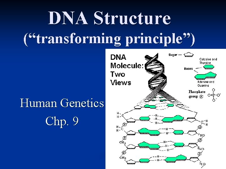 DNA Structure transforming principle Human Genetics Chp 9
