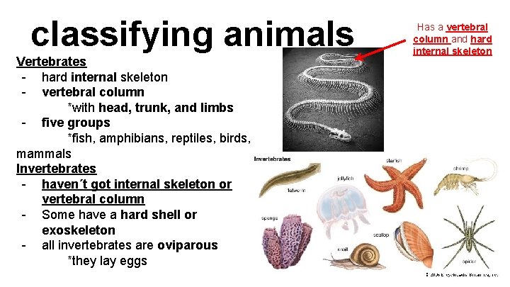 Unit 4 Animals animal characteristics 1 Symmetry Body