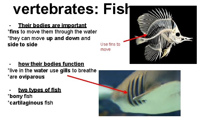Unit 4 Animals animal characteristics 1 Symmetry Body