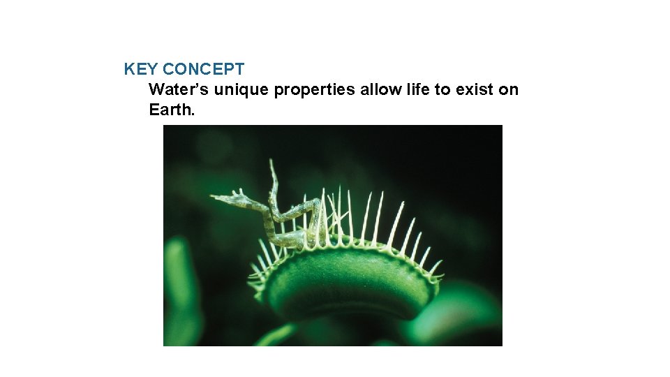 KEY CONCEPT Waters unique properties allow life to