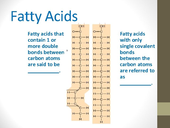 Lipids and Carbohydrates Ms BushMs Cohen Biology Fall