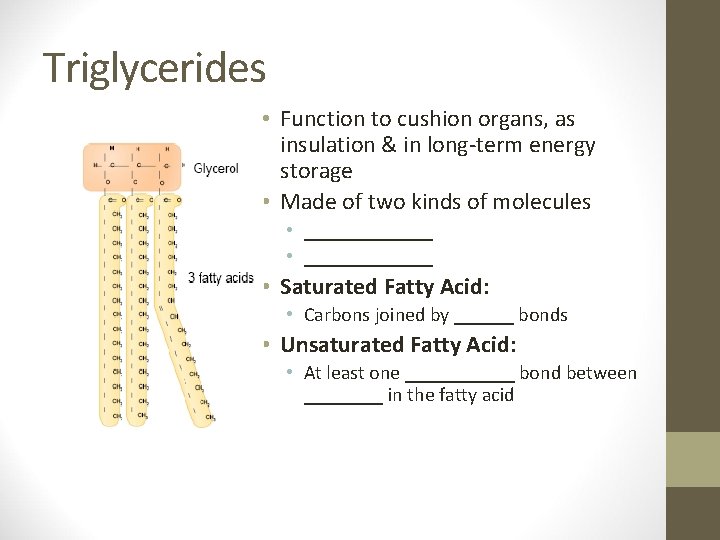 Lipids and Carbohydrates Ms BushMs Cohen Biology Fall