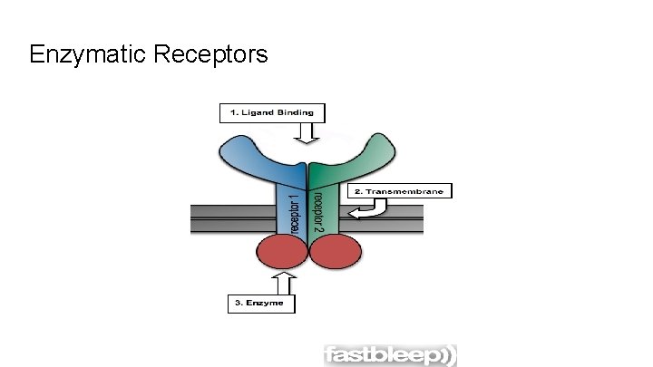 Signal Transduction Pathways Introduction By Nelson Nguyen Sam