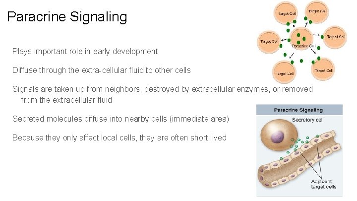 Signal Transduction Pathways Introduction By Nelson Nguyen Sam
