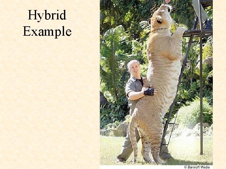 Historical Timeline of Genetics 10 th Grade Biology