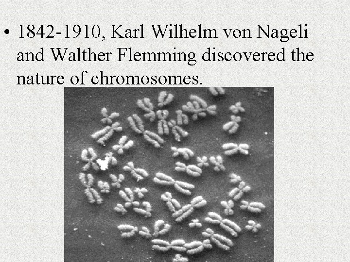 Historical Timeline of Genetics 10 th Grade Biology