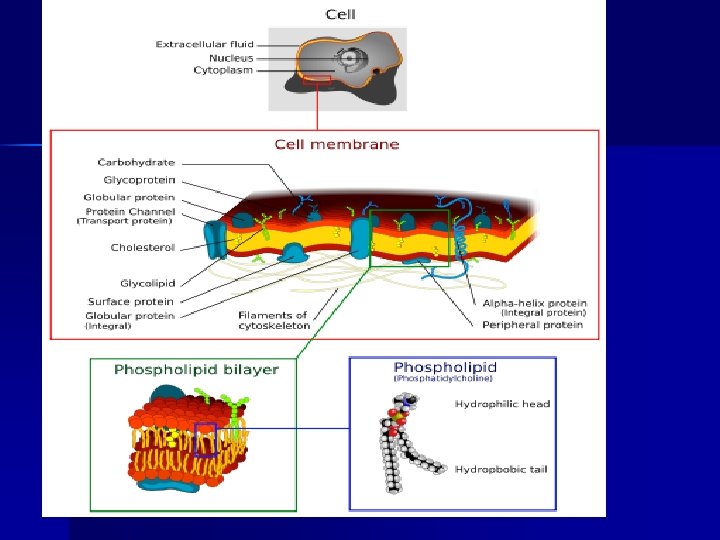 Chapter 7 3 Cell Boundaries Part 1 of