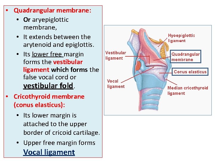 LARYNX TRACHEA BRONCHI Prof Saeed Abuel Makarem Objectives