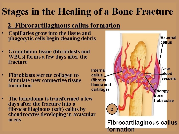 The Skeletal System Bone Development Homeostasis Objectives 1