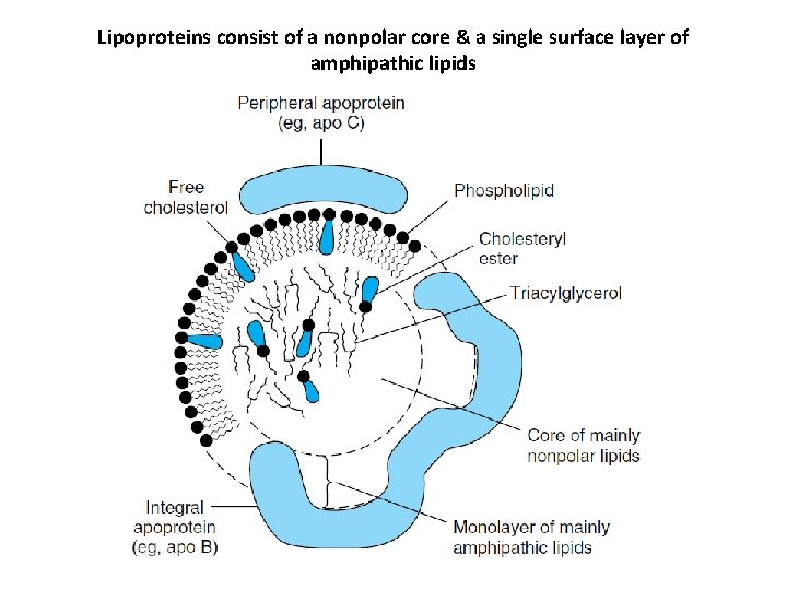 Lipid Transport Storage BIOMEDICAL IMPORTANCE Fat Diet Synthesized