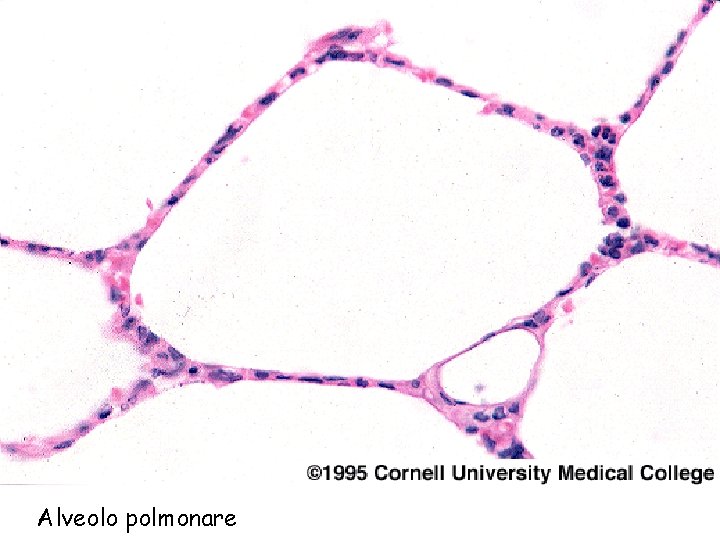 Alveolo polmonare Parete dellalveolo Alveoli polmonari al TEM
