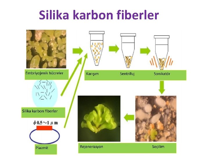 Bitkilere gen aktarm teknikleri Dr Musa KAVAS Genetik