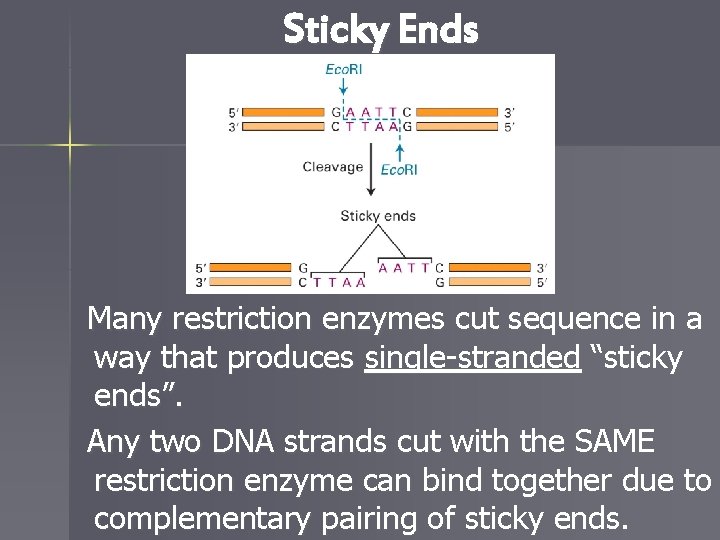 Biotechnology Techniques Recombinant DNA DNA made by connecting