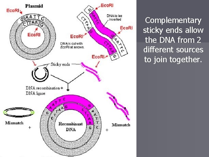Biotechnology Techniques Recombinant DNA DNA made by connecting